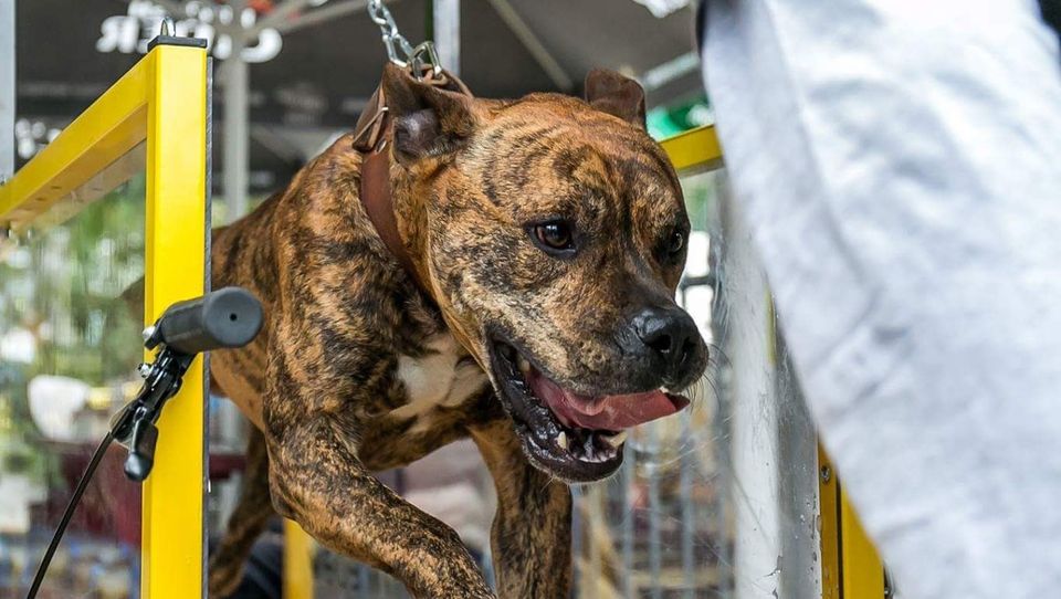 Хранителни добавки – Petcartel BG